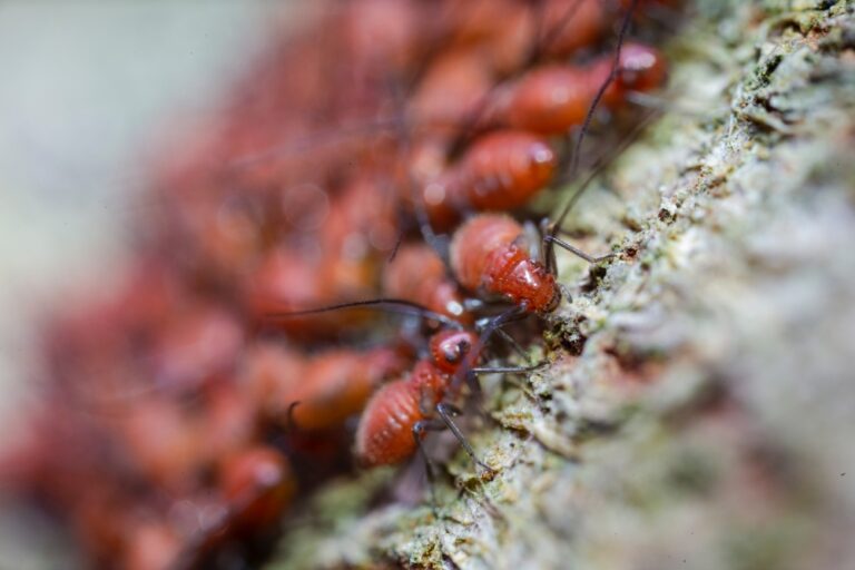 Safeguarding Your Property: Why Is Pest Control Important ...